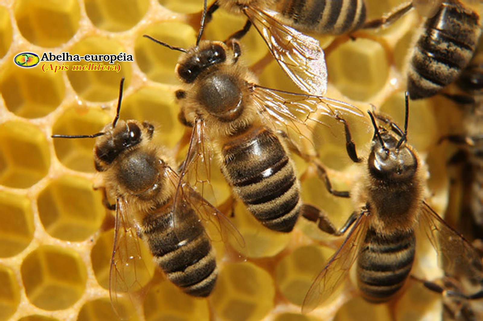 Zoologia: Abelha-européia (Apis mellifera)